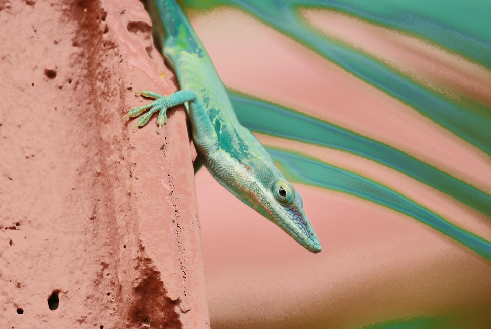 Lizard Cuba Hot - Free photo on Pixabay