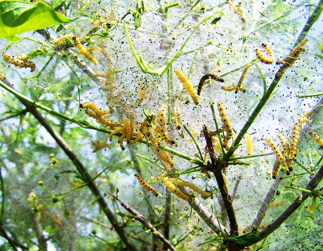 Orugas Insectos Red De - Foto gratis en Pixabay - Pixabay