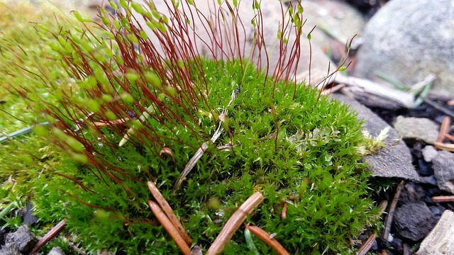 Musgo Natural Naturaleza - Foto gratis en Pixabay - Pixabay