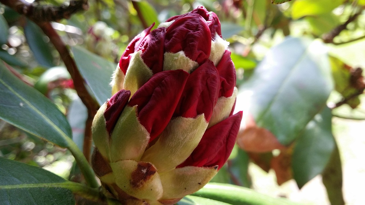 Blooming Red Green - Free photo on Pixabay - Pixabay
