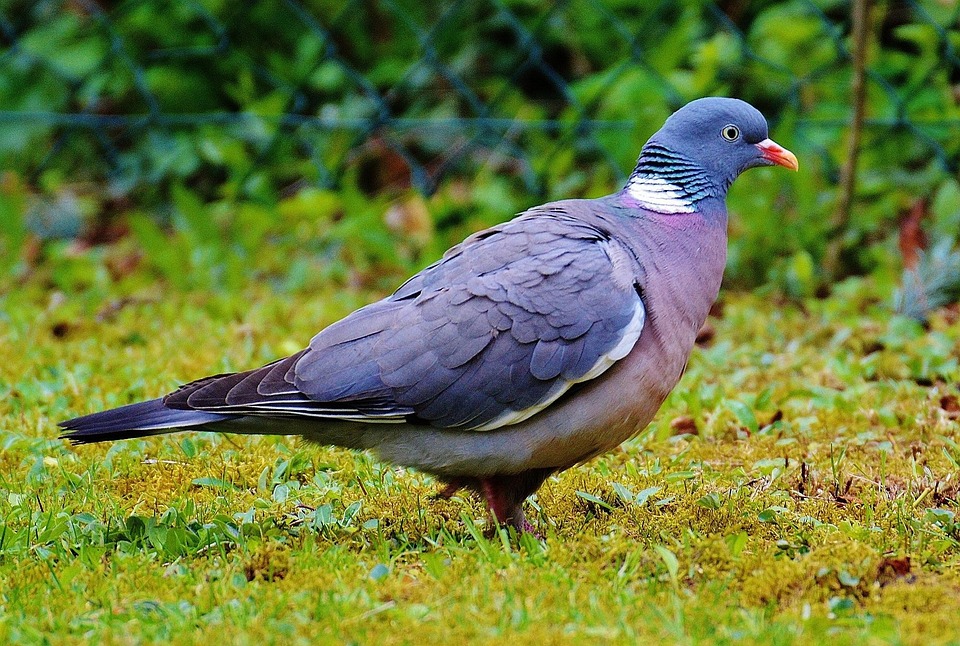 Colombe Oiseau Animal En - Photo gratuite sur Pixabay - Pixabay