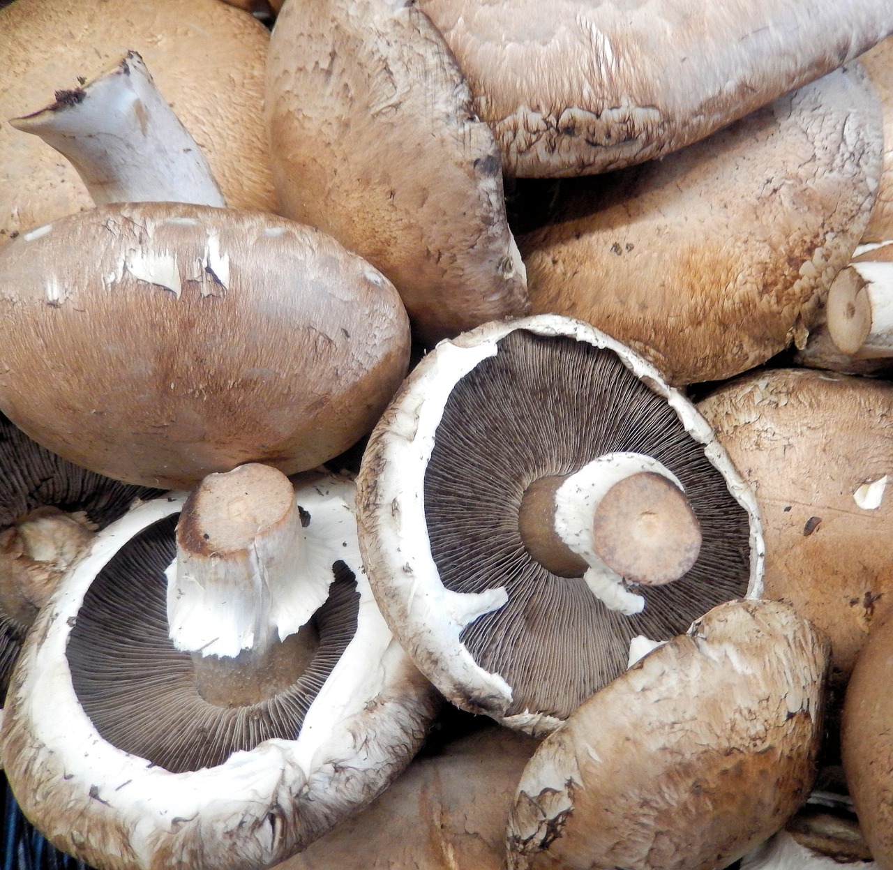 10,000+ Free Portabella Houby & Mushrooms Images - Pixabay