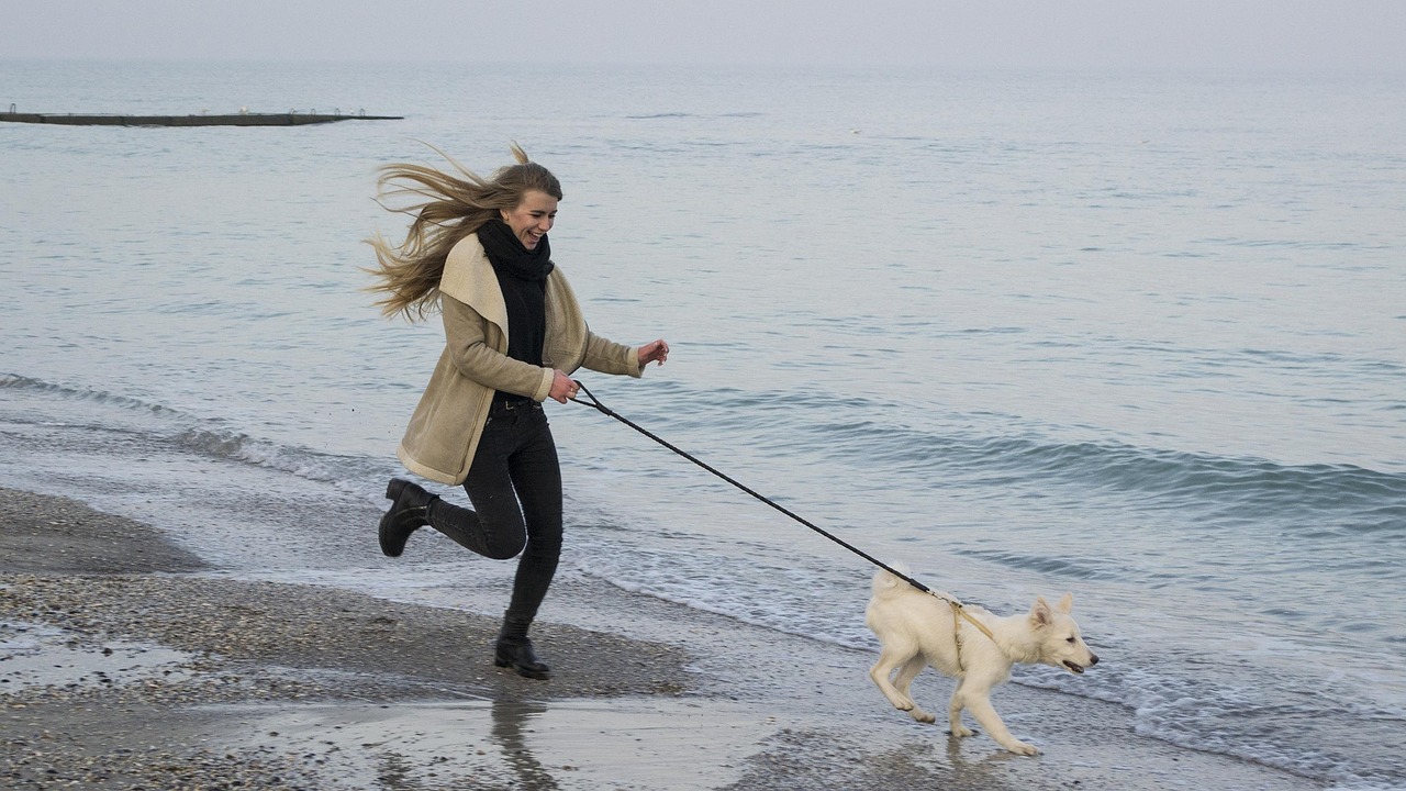 Dog Sea Beach - Free photo on Pixabay - Pixabay