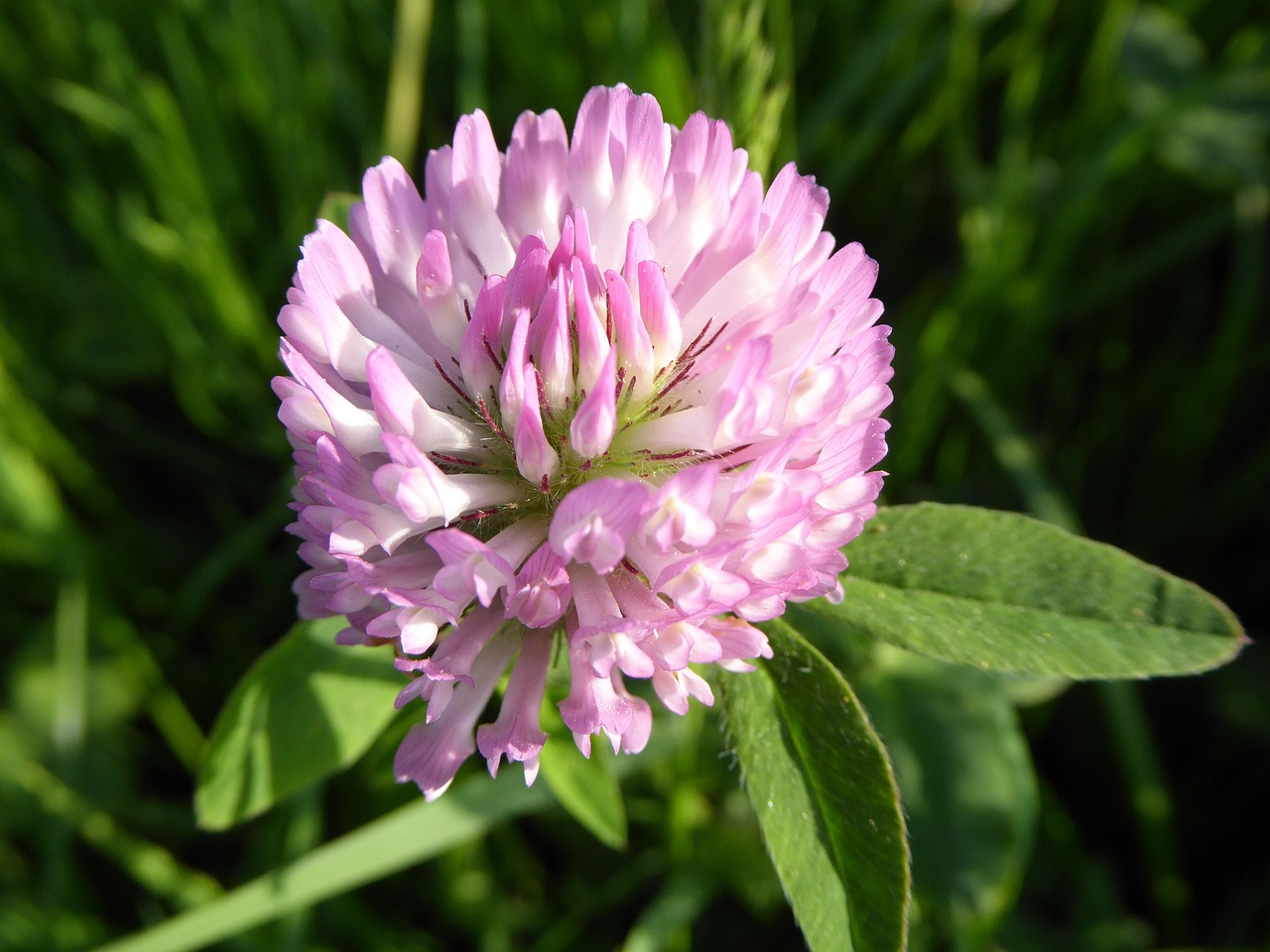 Rotklee Rosa Wiesen-Klee - Kostenloses Foto auf Pixabay