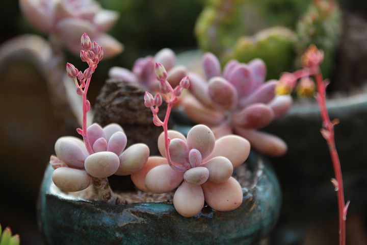 4,000+ Succulent Pictures & Images [HD]