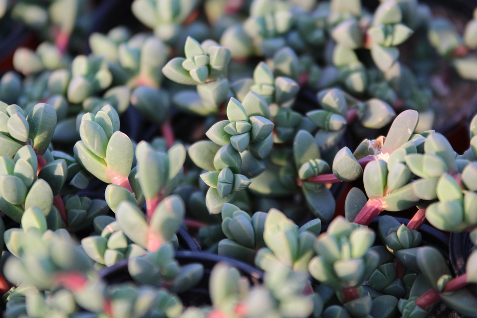 Succulents Fleshy Succulent - Free photo on Pixabay
