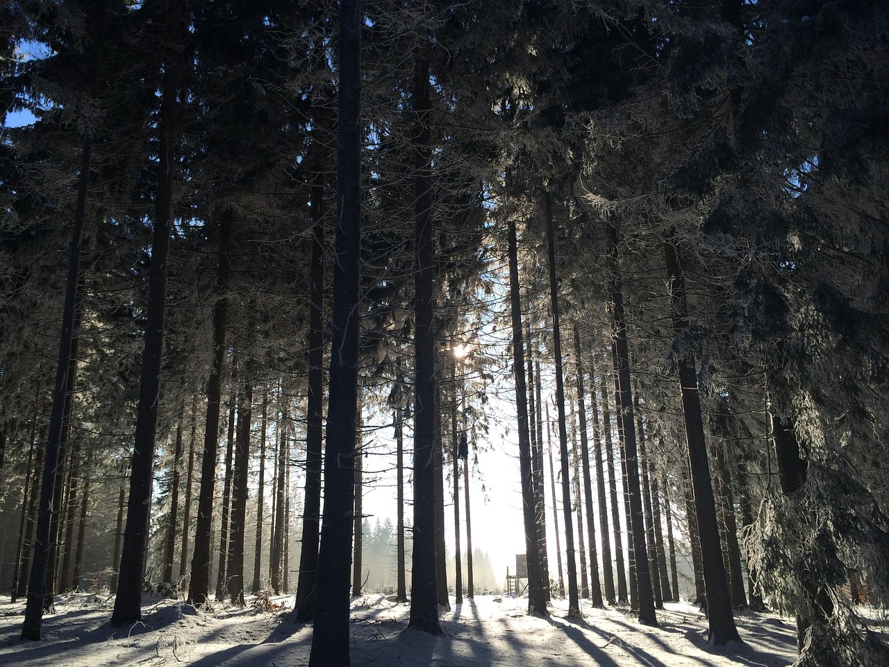 Winterwald Schnee Wald - Kostenloses Foto auf Pixabay - Pixabay