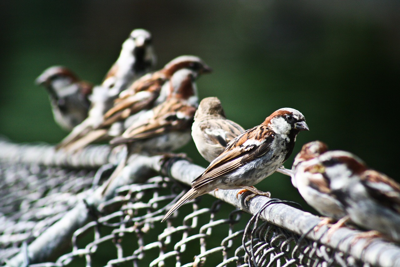 Sparrow Bird Sperling Close - Free photo on Pixabay - Pixabay