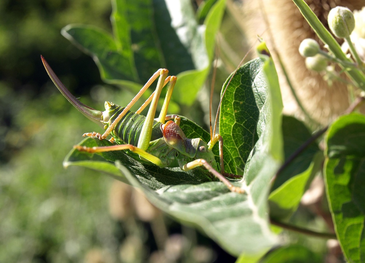 Grasshopper Natur Insekt - Gratis foto på Pixabay - Pixabay
