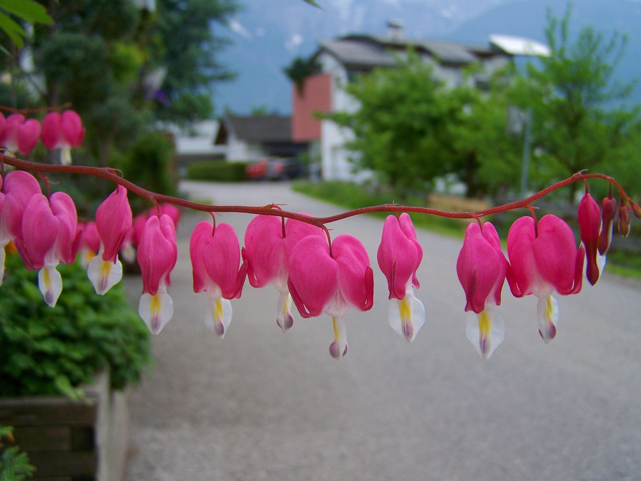 Bunga Hati Merah Muda Taman - Foto gratis di Pixabay - Pixabay