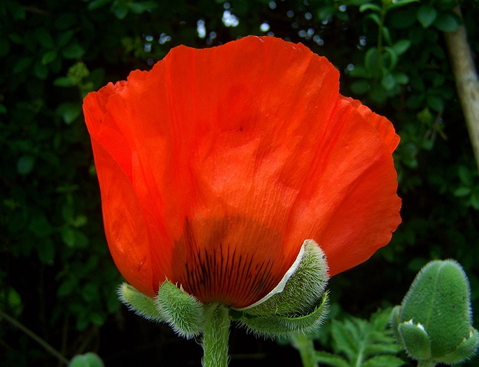 Poppy Merah Bunga Taman - Foto gratis di Pixabay - Pixabay