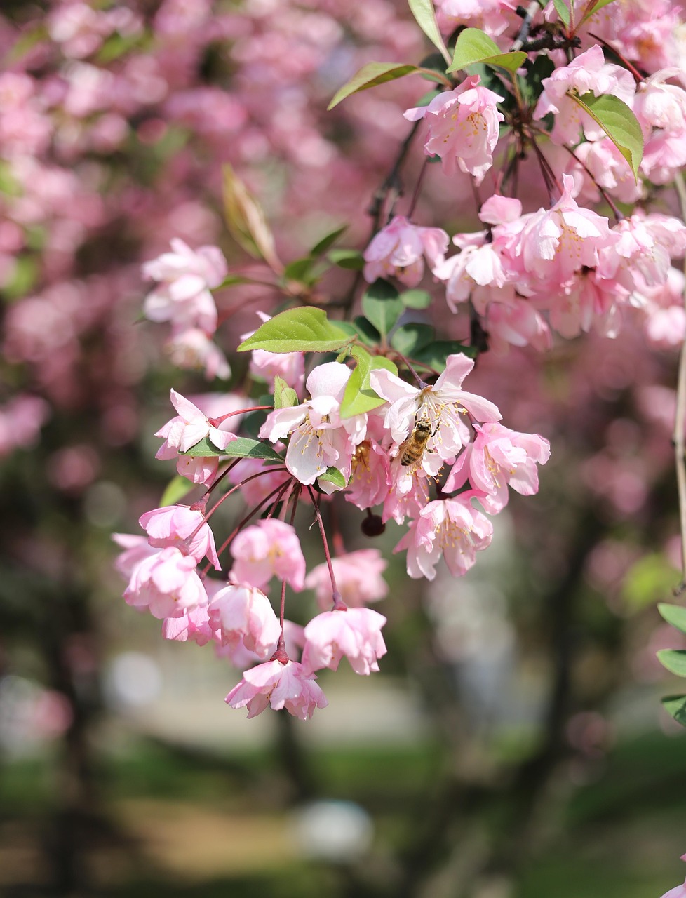 1,400,000+ Free Nature In May & May Images - Pixabay