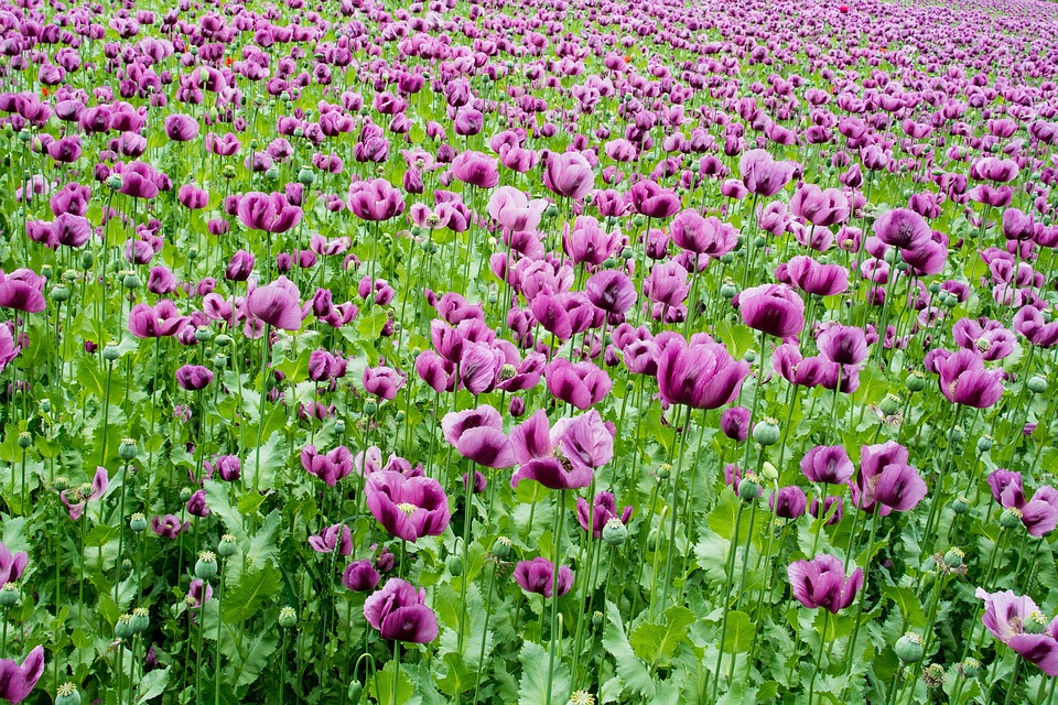 Field Of Poppies Violet Flowers · Free photo on Pixabay