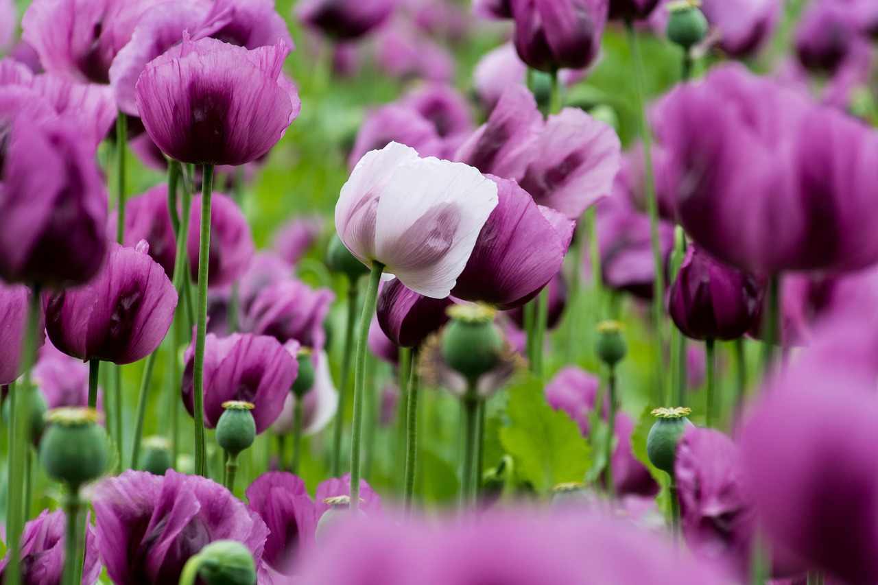 Poppies Violet Poppy - Free photo on Pixabay