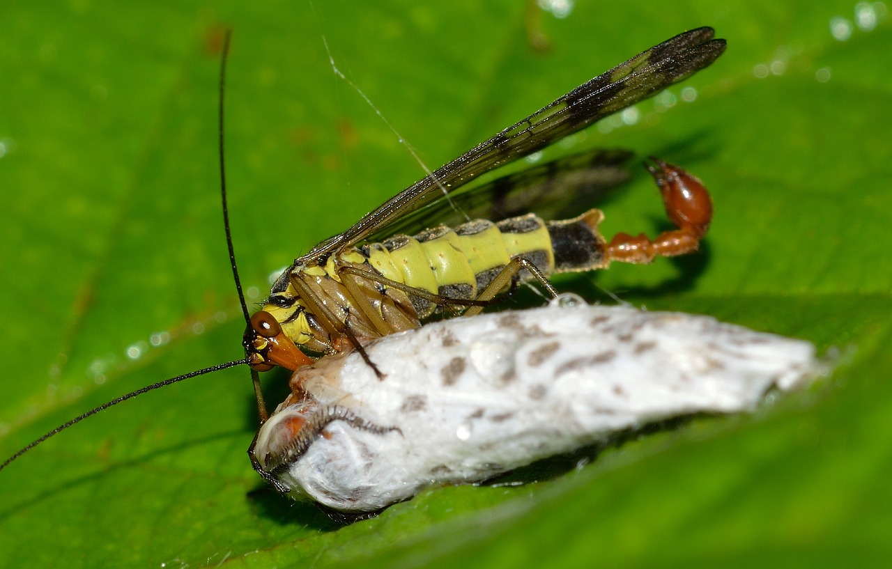 Insekten Mekopteren Panorpa - Kostenloses Foto auf Pixabay - Pixabay