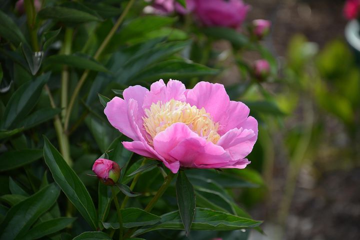 200+ Free Piona & Flower Images - Pixabay