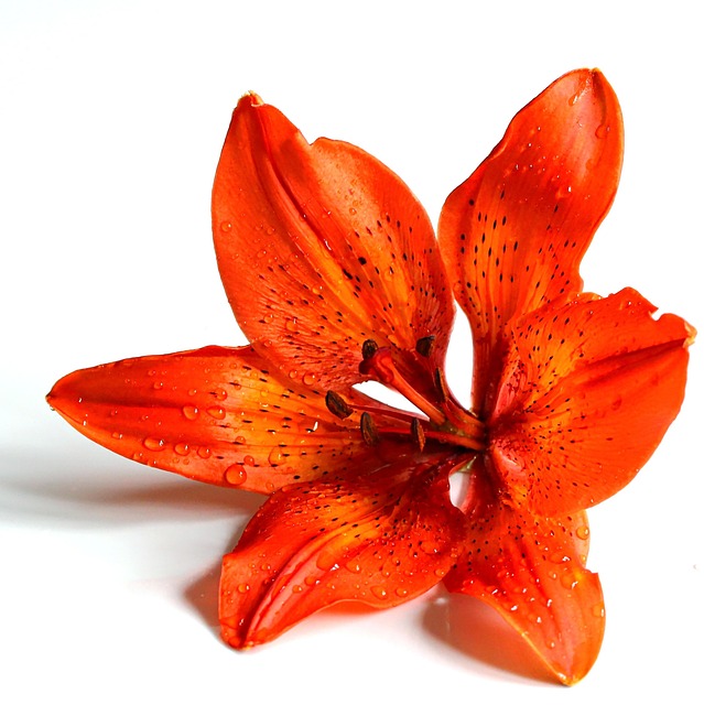 Flor Macro Naturaleza - Foto gratis en Pixabay - Pixabay