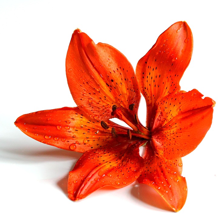 Flower Macro Nature - Free photo on Pixabay