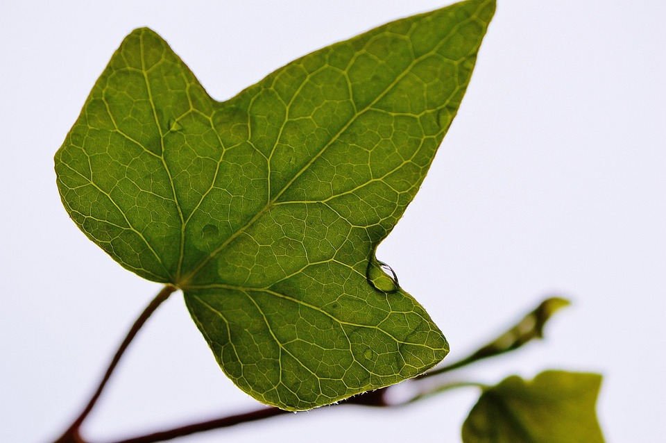 Blatt Efeu Pflanze - Kostenloses Foto auf Pixabay