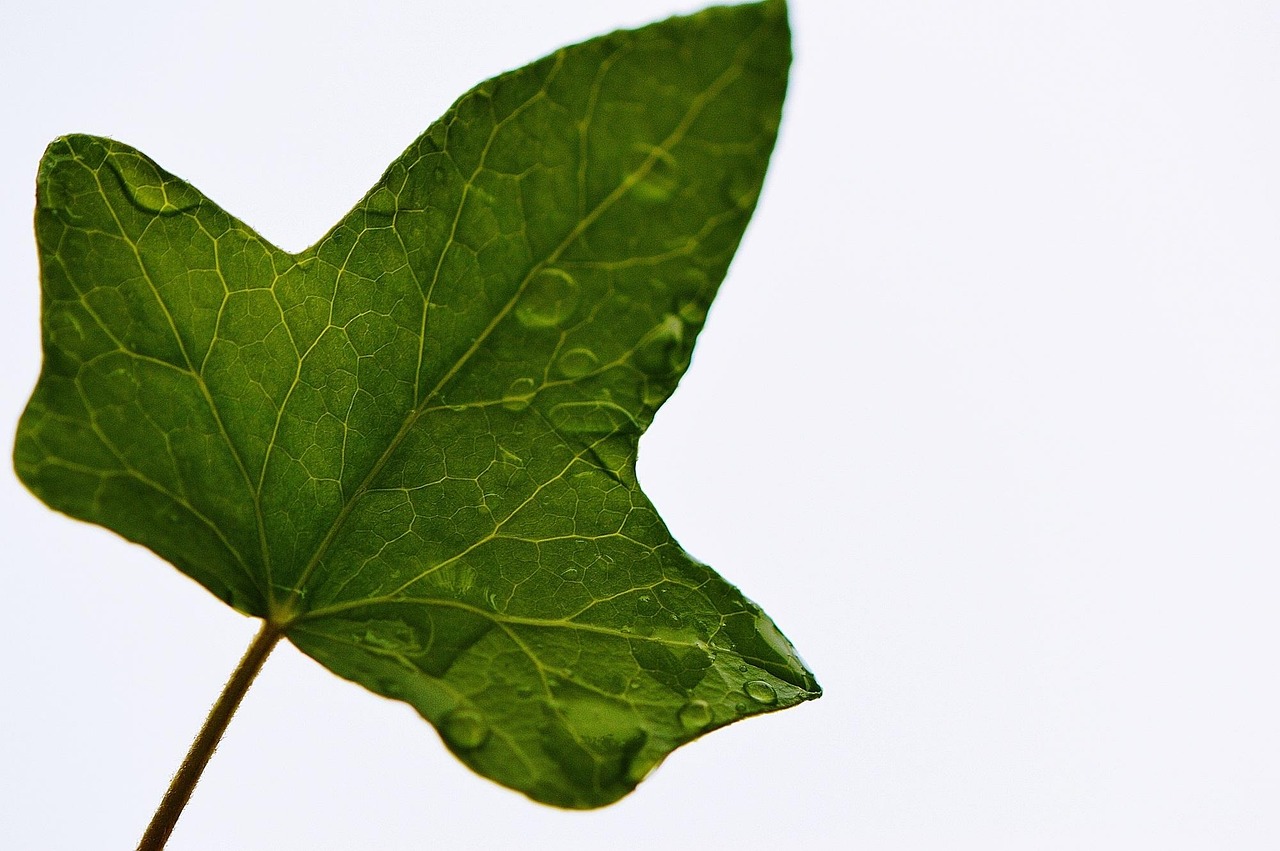 Leaf Ivy Plant - Free photo on Pixabay