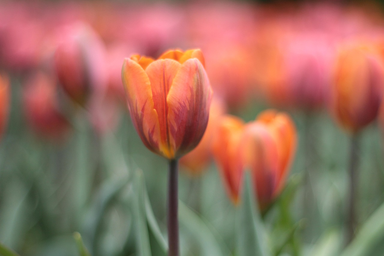 Blume Natur Blumen - Kostenloses Foto auf Pixabay