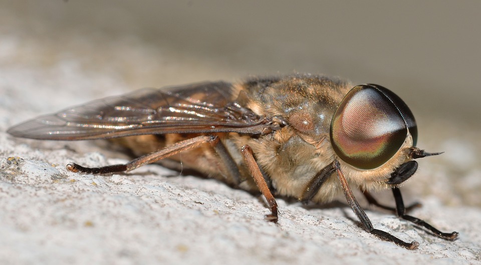 Insects Diptera - Free photo on Pixabay - Pixabay