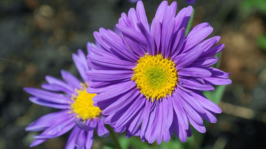 500+ Free Asters & Aster Photos - Pixabay