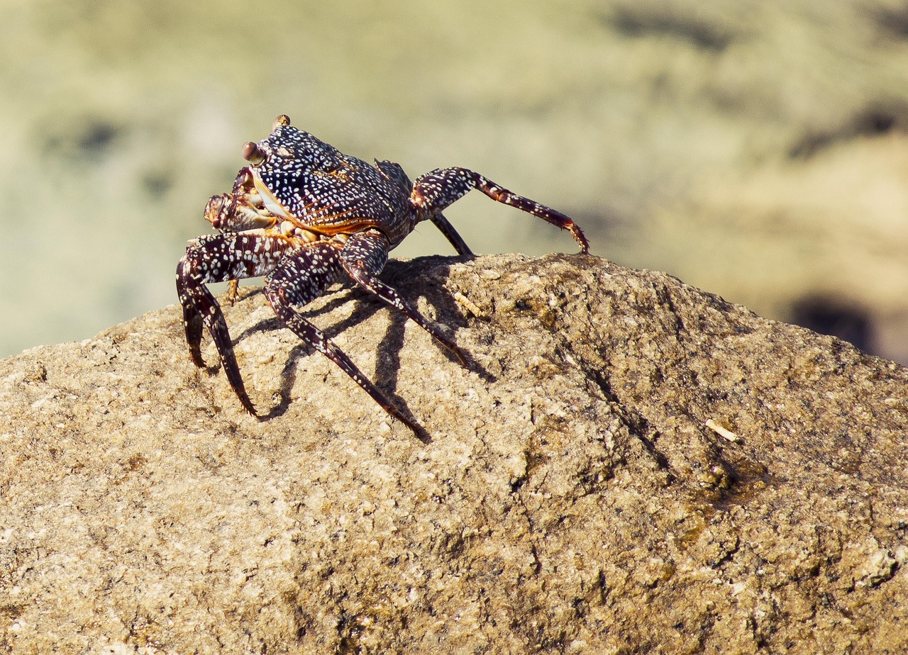Crab Sea Ocean - Free photo on Pixabay