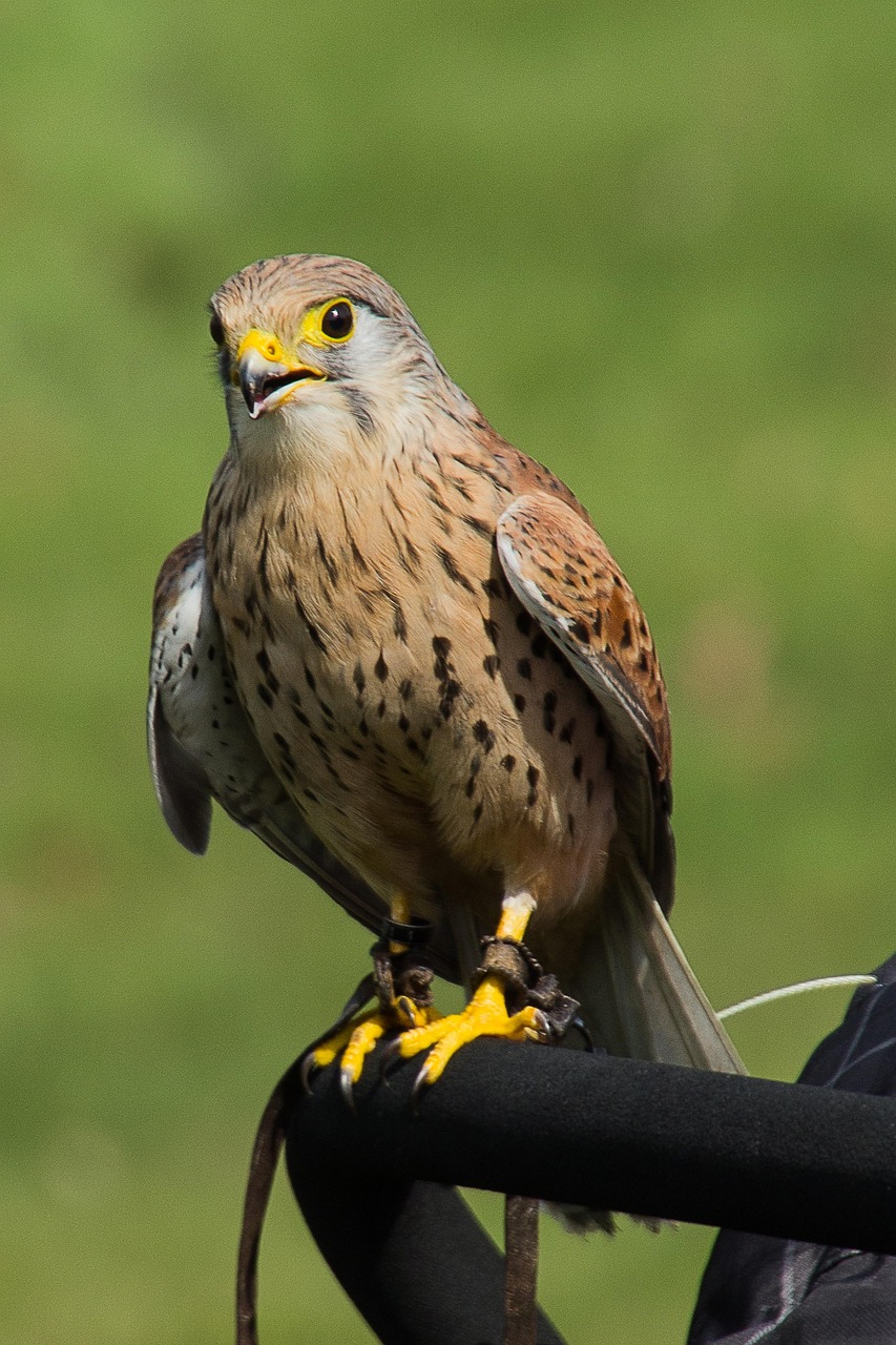 Bird Of Prey Birds - Free photo on Pixabay - Pixabay
