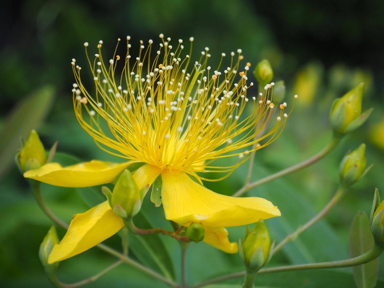 1+ Free ไฮเปอร์คัม โมโนจีนัม & Hypericum Monogynum Images - Pixabay