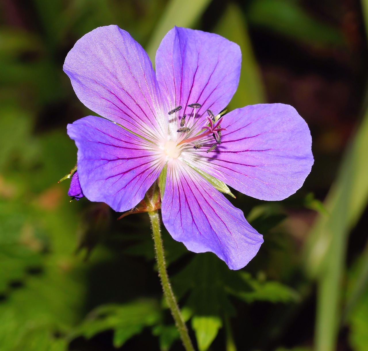 Geranio Flor Cerrar - Foto gratis en Pixabay - Pixabay