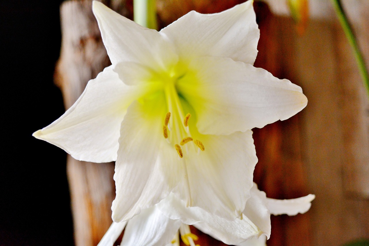 Pedang Lily Bunga Tanaman - Foto gratis di Pixabay - Pixabay