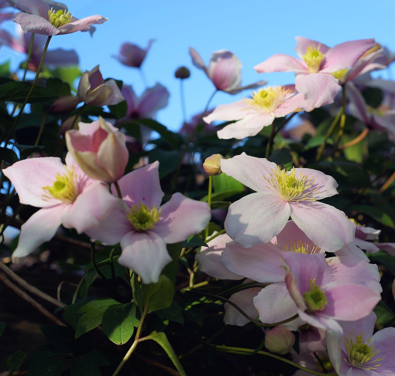 Clemátide Planta Trepadora Jardín - Foto gratis en Pixabay - Pixabay