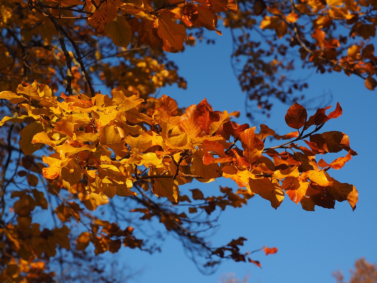 Branch Leaves European Beech - Free photo on Pixabay