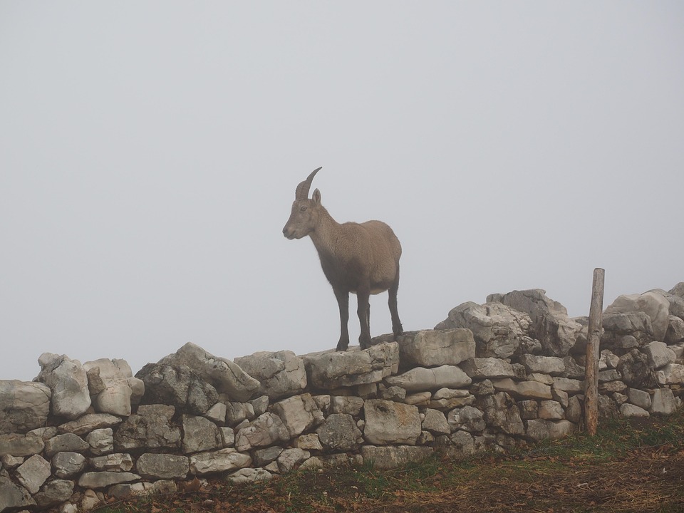Alpensteinbock Steinbock Tier - Kostenloses Foto auf Pixabay