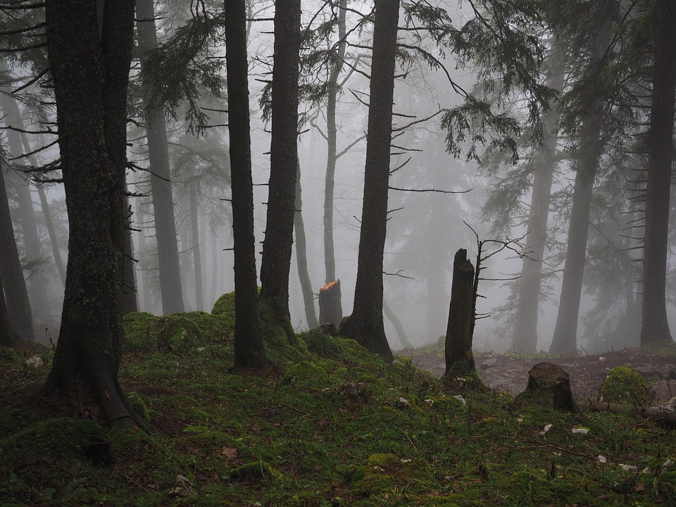 Storm Damage Fir Forest Trees - Free photo on Pixabay - Pixabay
