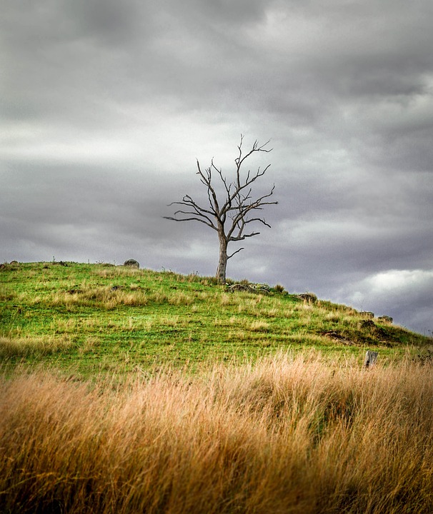 Dead Tree Hill Landscape - Free photo on Pixabay - Pixabay