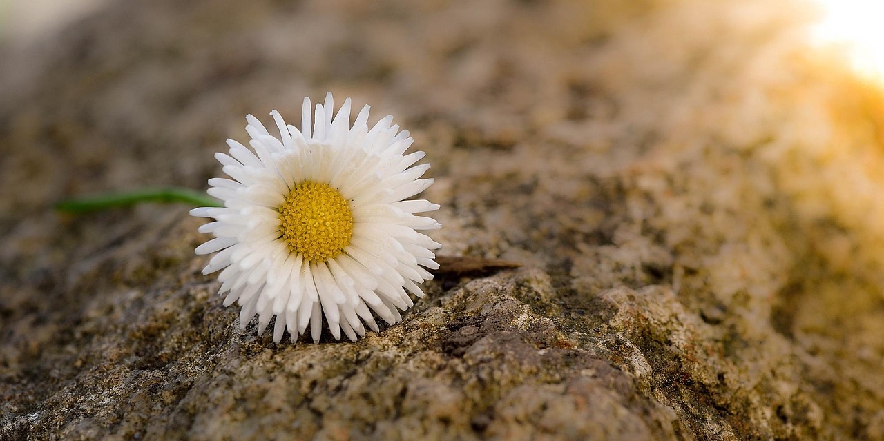 Daisy Flower Pointed - Free photo on Pixabay - Pixabay