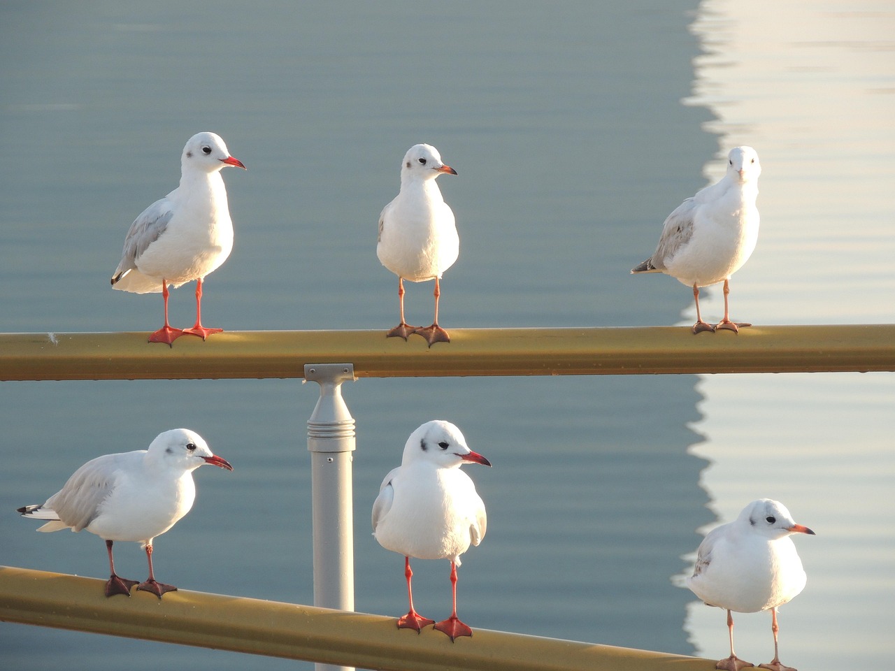 Seagulls Sea Gull - Free photo on Pixabay - Pixabay