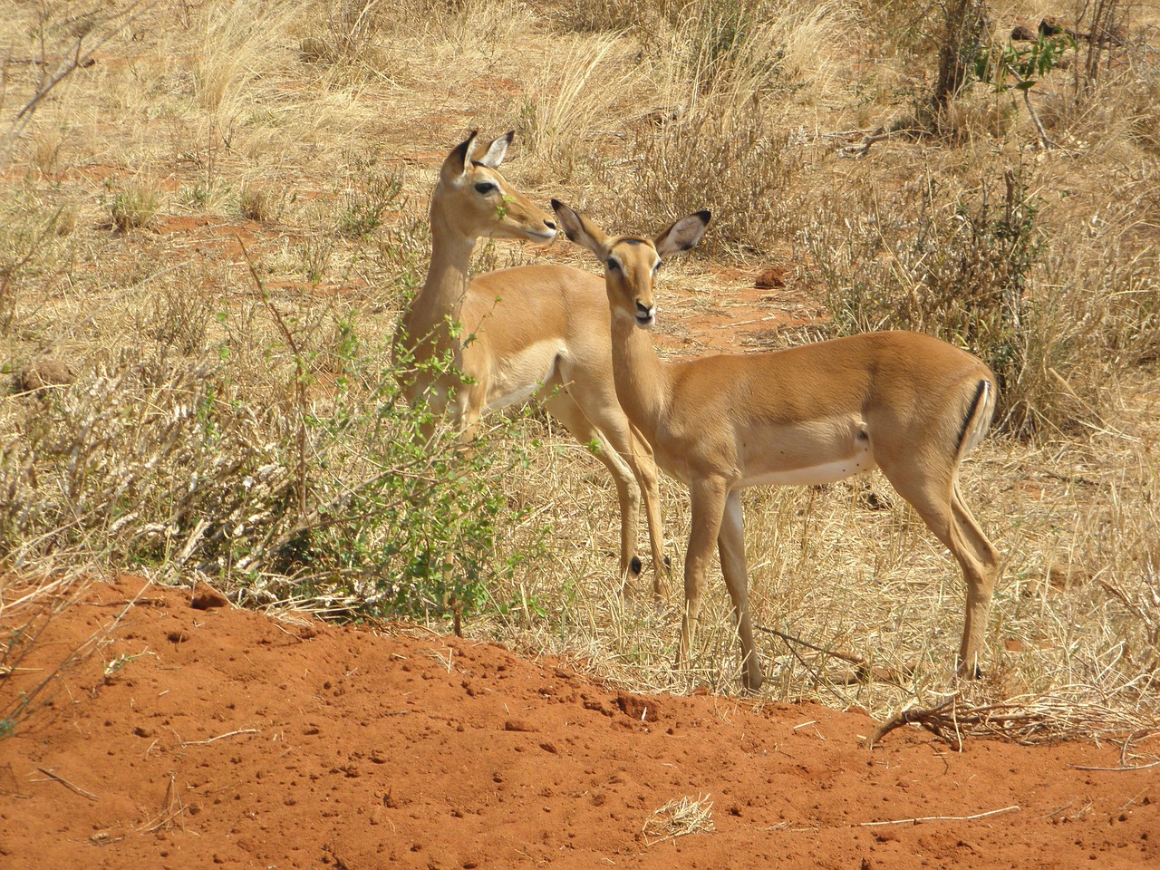 Gazelle Kenya Wildlife - Free photo on Pixabay - Pixabay