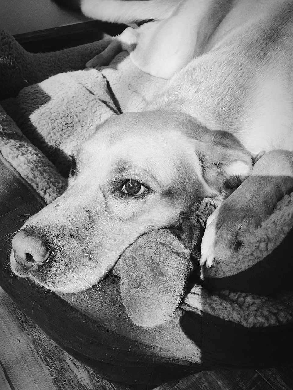 Dog Pet Lazy - Free photo on Pixabay - Pixabay