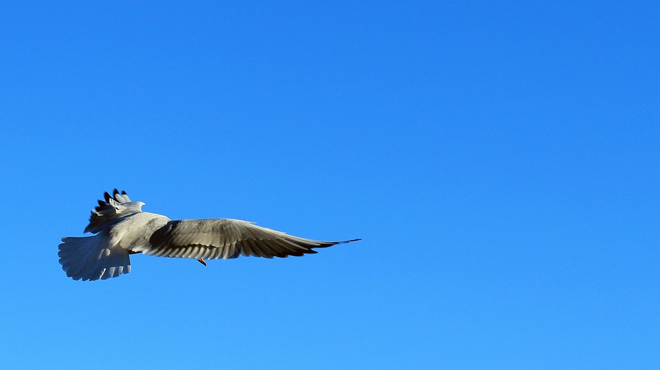 Taube Blauer Himmel Vogel - Kostenloses Foto auf Pixabay - Pixabay