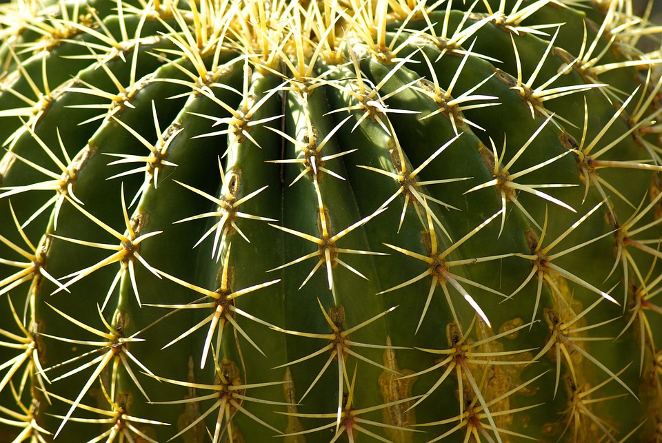Cactus Quills Thorns - Free photo on Pixabay - Pixabay