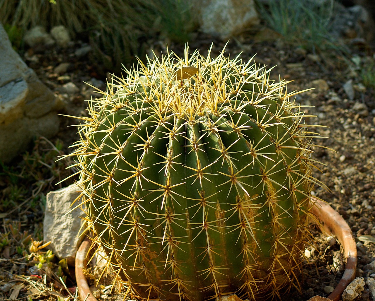 Cactus Púas - Foto gratis en Pixabay - Pixabay