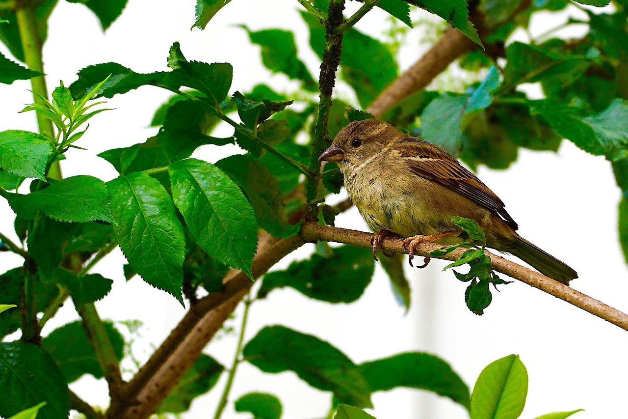 Sparrow Nature Bird - Free photo on Pixabay - Pixabay