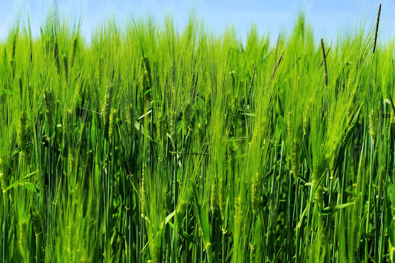 Barley Field Agriculture - Free photo on Pixabay - Pixabay