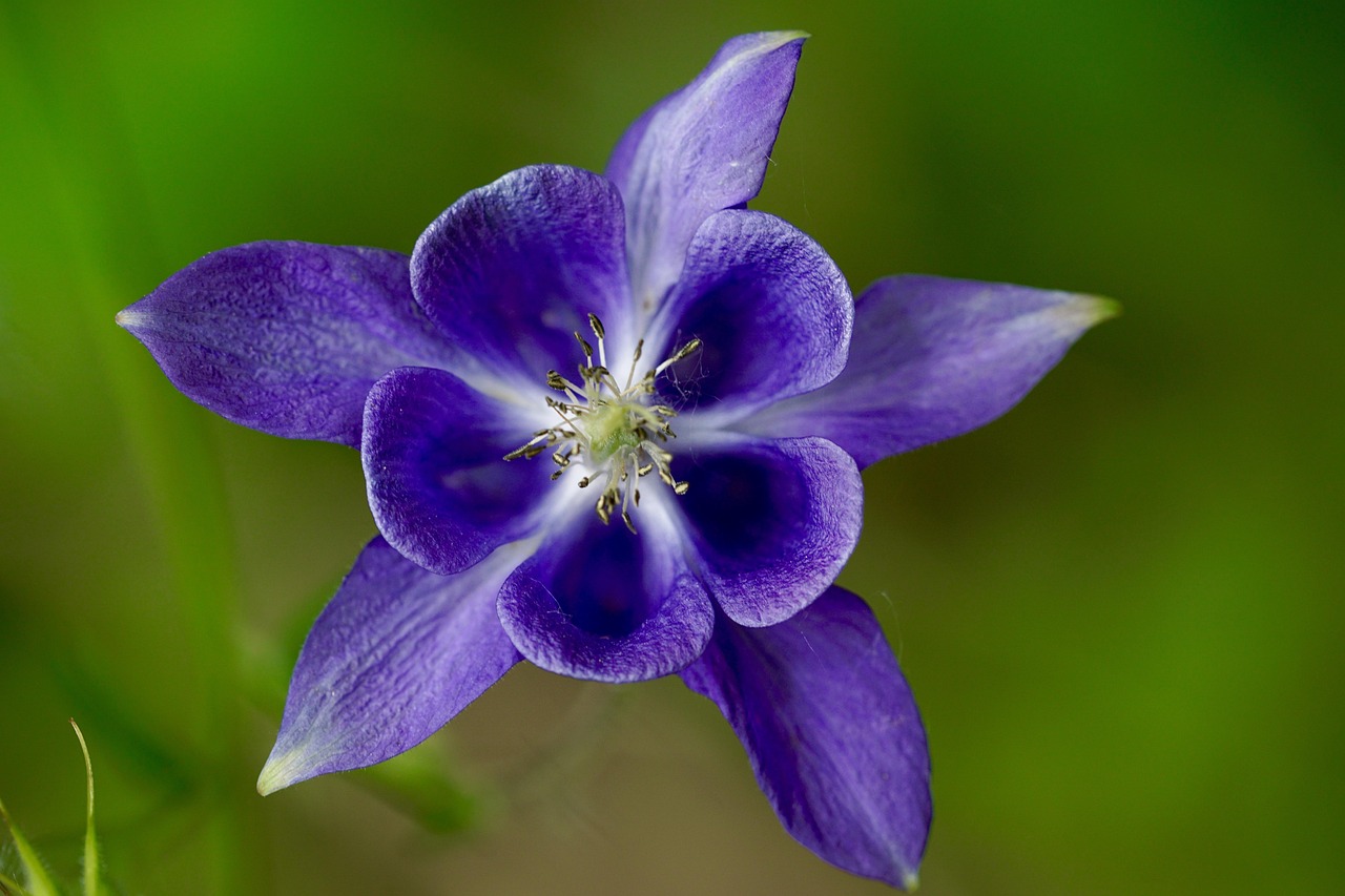 Fleur La Nature Mauve - Photo gratuite sur Pixabay - Pixabay