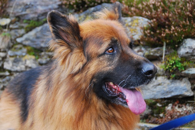 Perro Lobo Idioma · Foto gratis en Pixabay