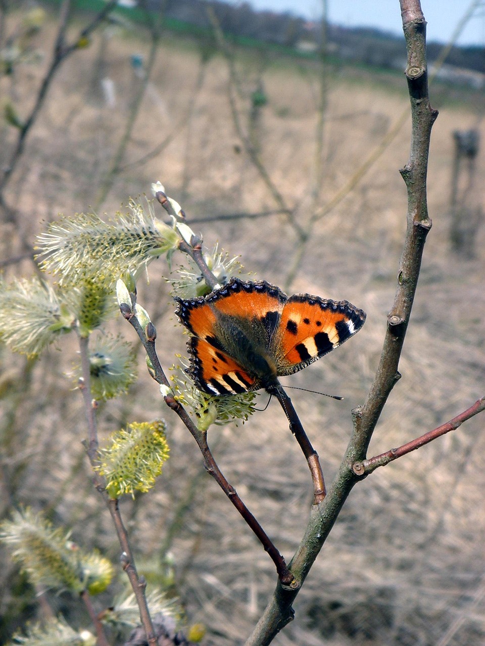 Mariposa Primavera Naturaleza - Foto gratis en Pixabay - Pixabay