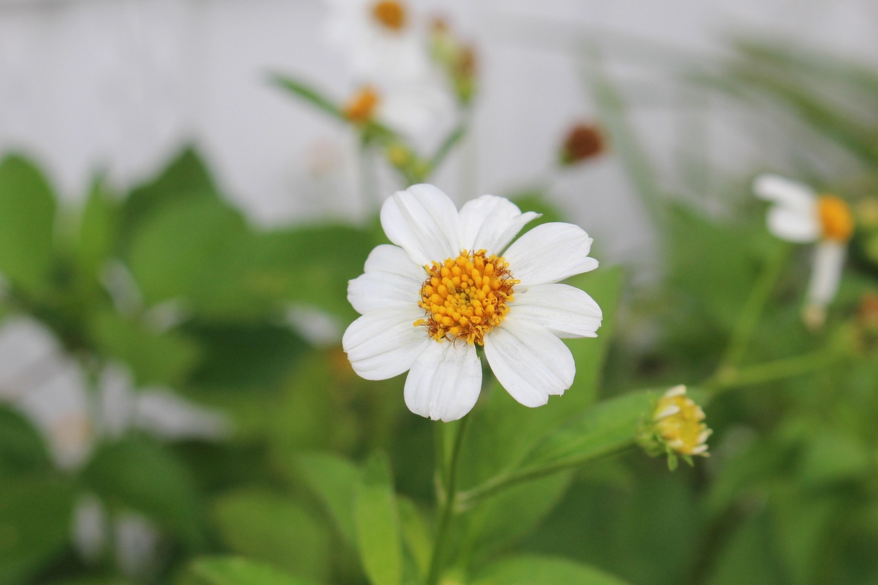Flor Blanco Naturaleza - Foto gratis en Pixabay - Pixabay